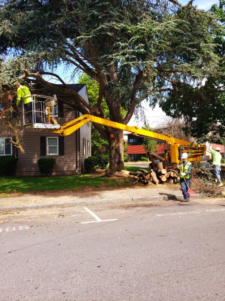 condominium tree maintenance service burien_kent_normany park_renton ...